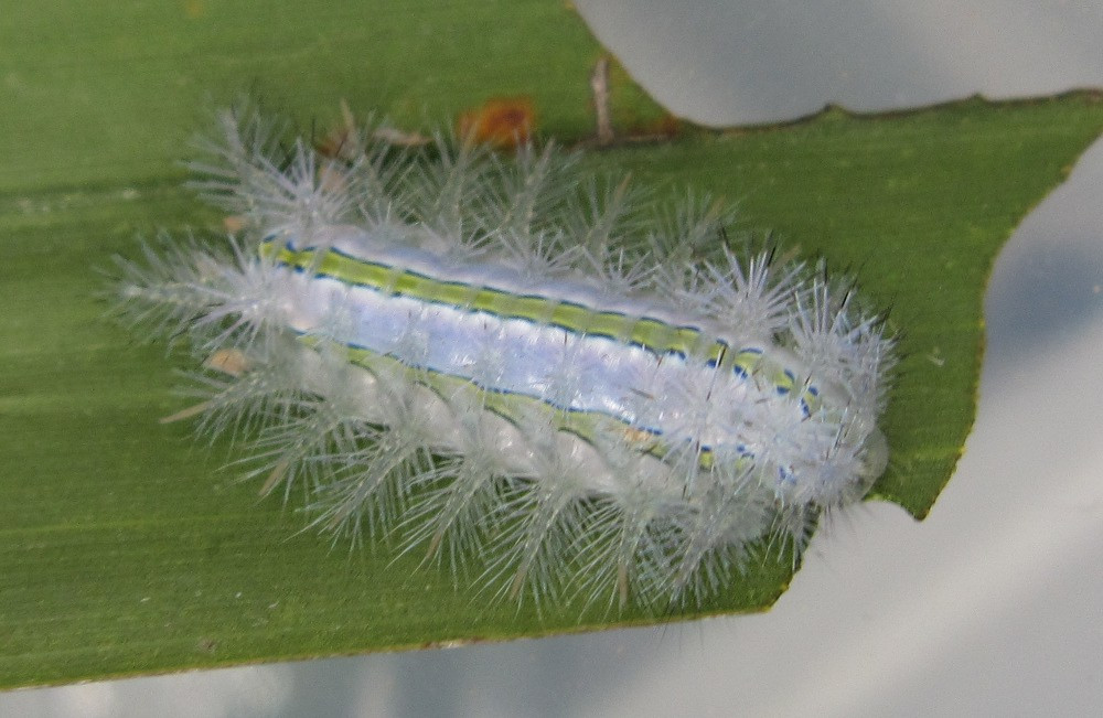 Membangun Perkebunan Kelapa Sawit: Hama Ulat Api Susica Malayana