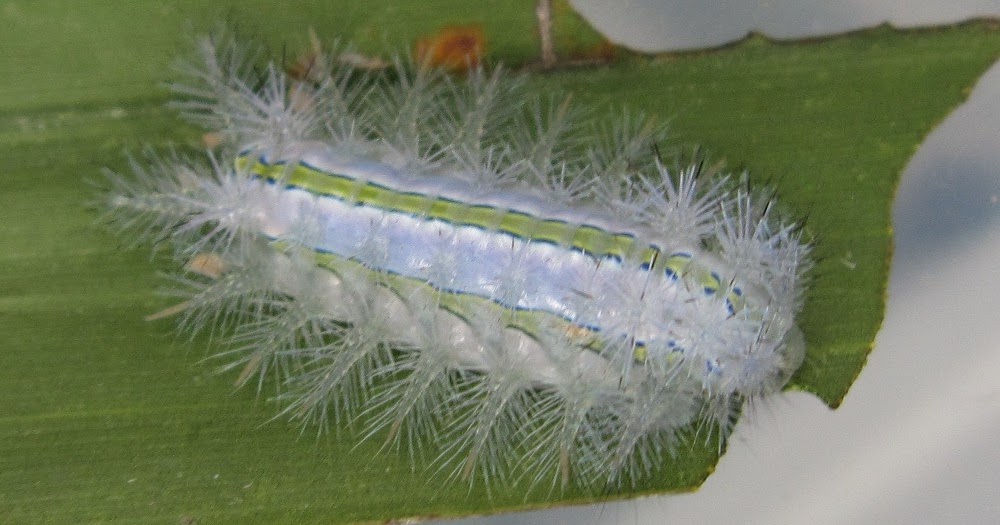 Membangun Perkebunan Kelapa Sawit: Hama Ulat Api Susica Malayana