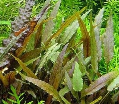 Jenis Cryptocoryne