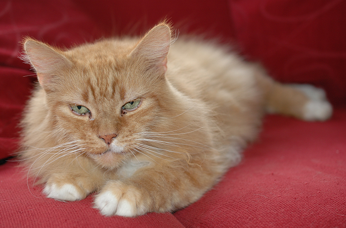 Knatolee's World: Catty McCattykins Catty Catty Cat Cat Catamania Catness!