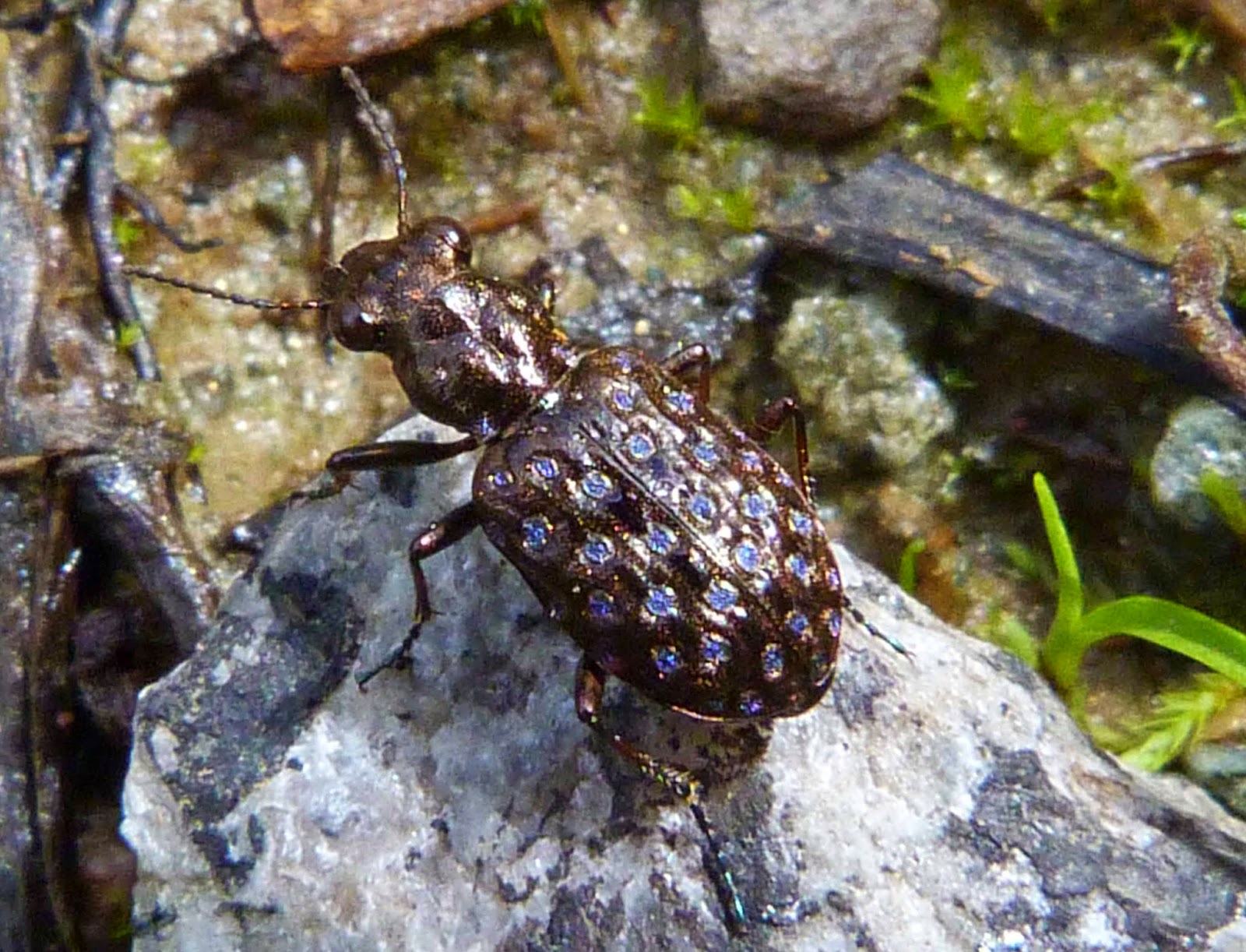 Insects of Scotland: Other Beetles