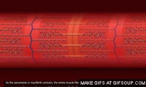 Plantando Ciência: Atividade Fisiologia - Contração muscular