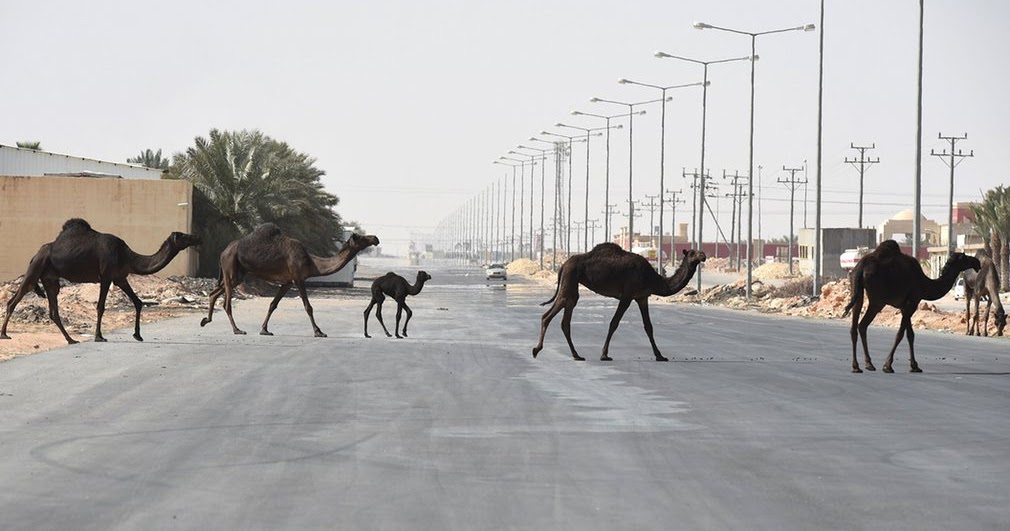 Saudi Arabia : Camels on the road