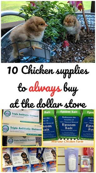 10 Chicken Supplies from the Dollar Store - Murano Chicken Farm