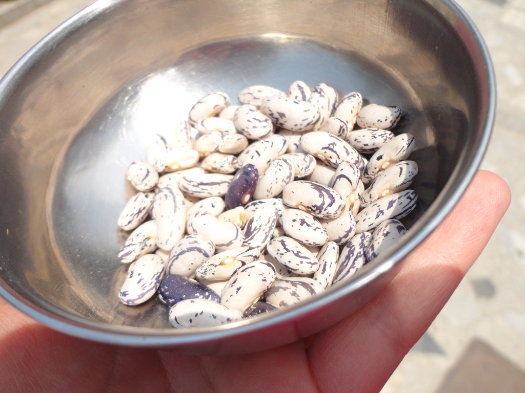 Cultures' Chord by Hindustanka: The Super Full Moon, Beans and Teeth