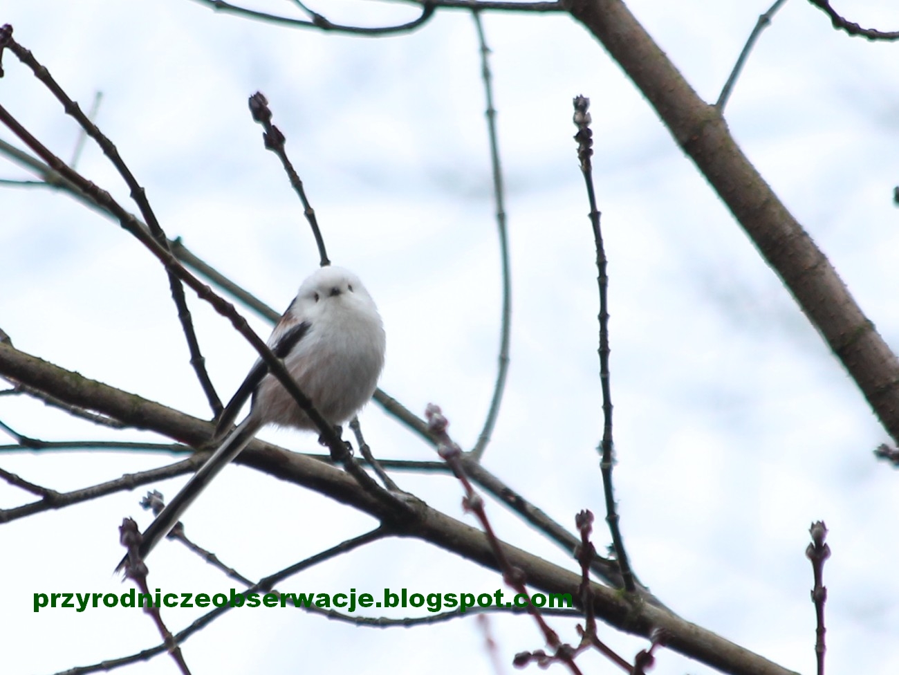 Przyrodnicze obserwacje : Ptaszek z długim ogonem - Raniuszek (87)