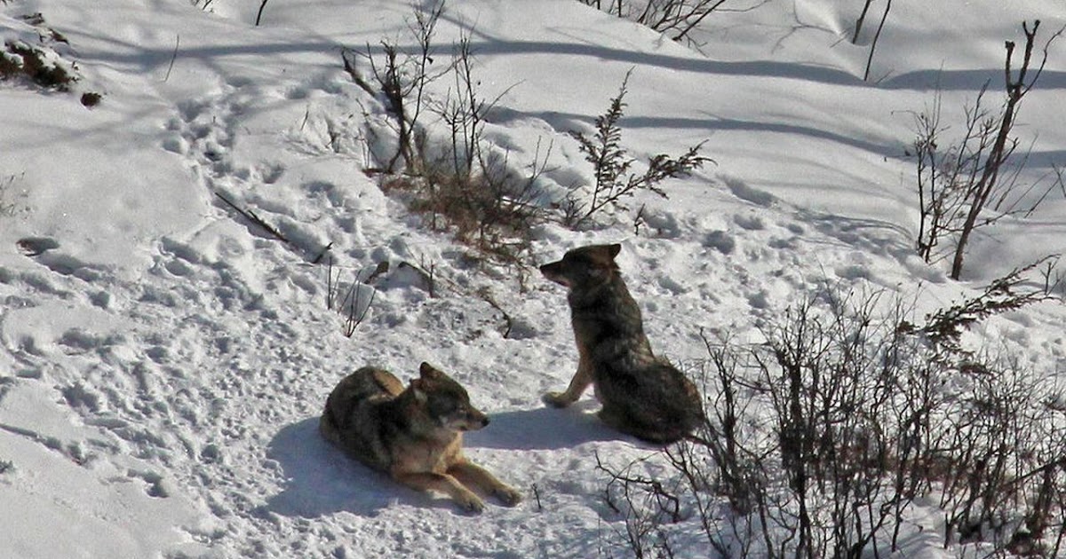 DAVID NIETO MACEÍN. ETOLOGÍA Y CONSERVACIÓN DEL LOBO: ¿CÓMO VA LA ...