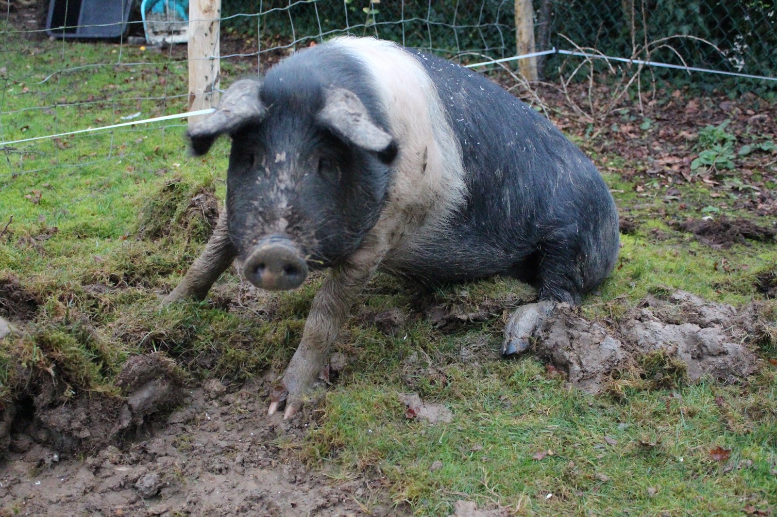 MY AMAZING OSCAR: MY GORGEOUS PIGS NOW 6 MONTHS OLD
