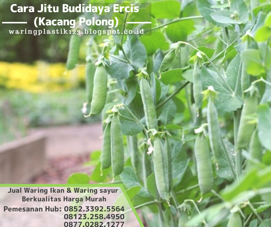 Tips Jitu Bagaimana Cara Budidaya Kacang Ercis (Kacang Polong) | Jual ...