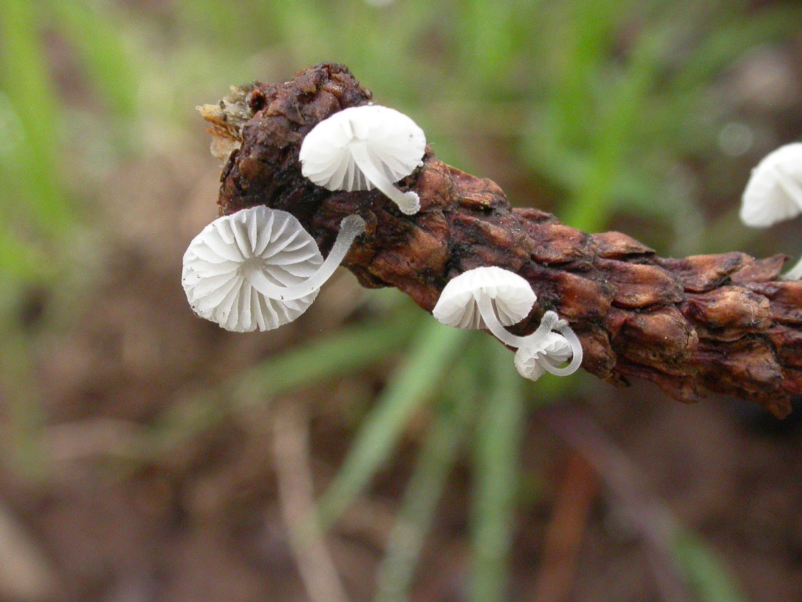 Interesting Fungi