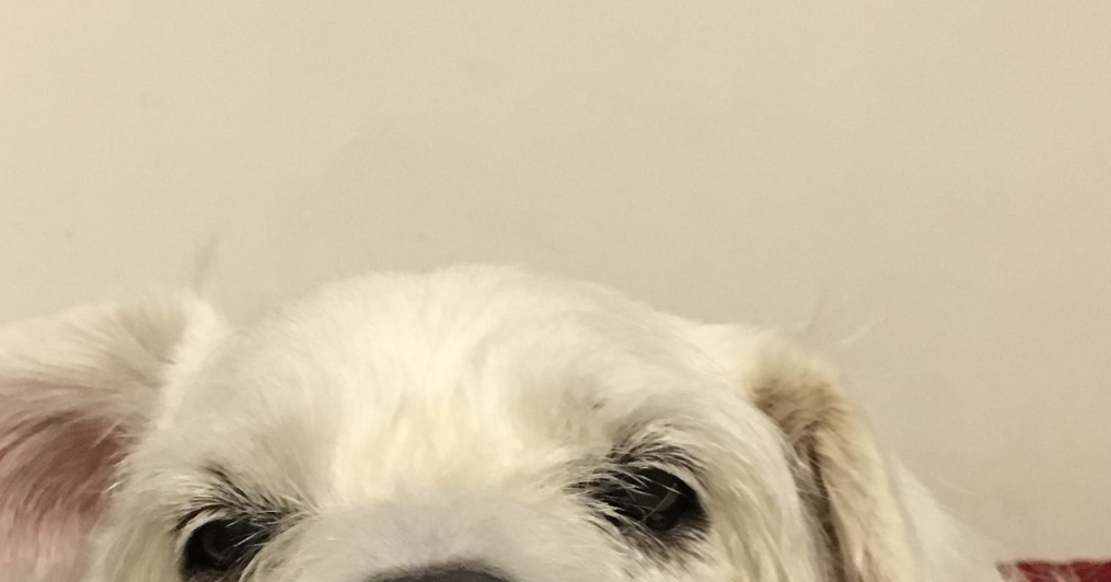 Intermediate Physics for Medicine and Biology: Suki Roth (2002-2018)