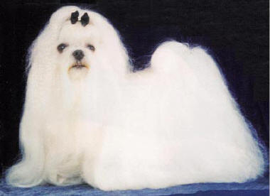 MALTA ISLAND KENNEL: O MALTÊS