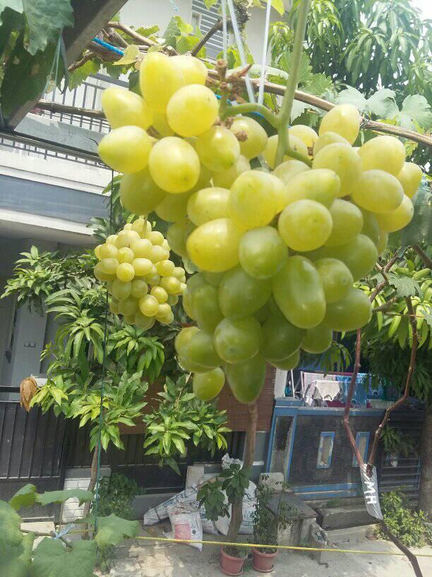 Catat...!!! Ini Perbandingan Rasa 11 Jenis Anggur, sebelum Anda ...