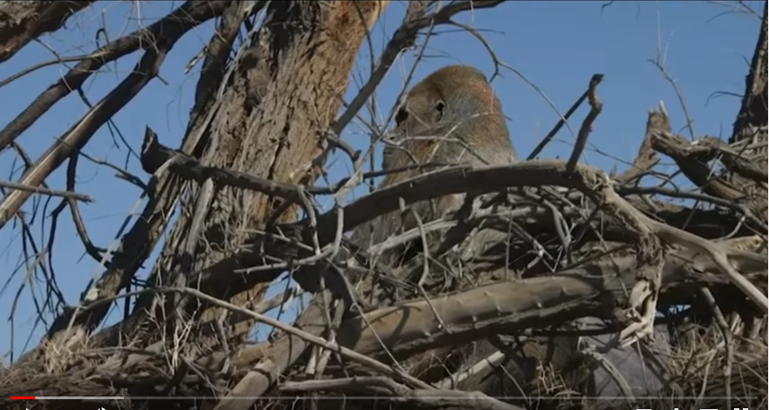 RMSO Bigfoot: ThinkerThunker Wood Ape