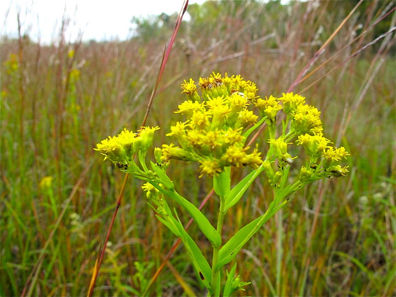 Now Showing Near You: Wildflowers