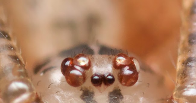 ムシをデザインしたのはダレ？: ユウレイグモ ( Pholcus crypticolens )