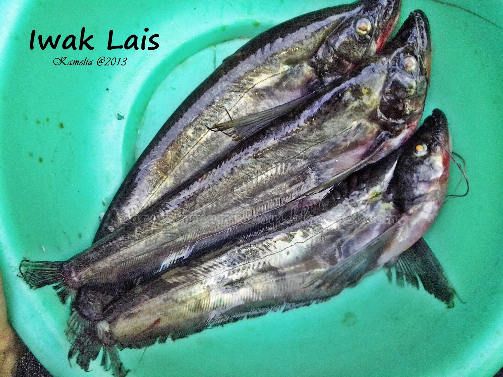 Cozy Kitchen : Iwak Lais