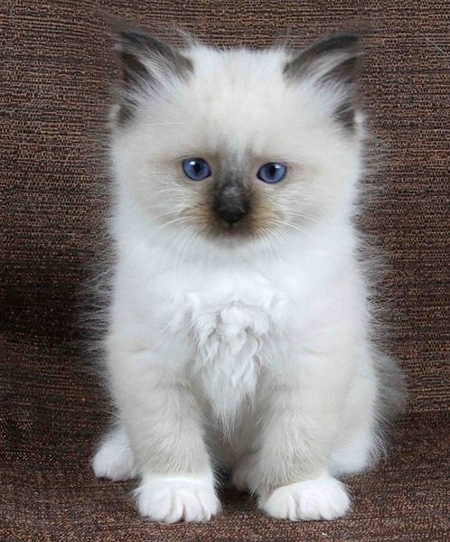 Ragdoll Kucing Lucu Yang Berbadan Besar ~ Foto Kucing
