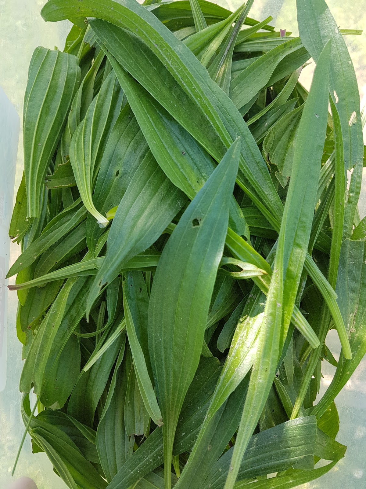 Trputac (Plantago lanceolata) - dar prirode čovječanstvu