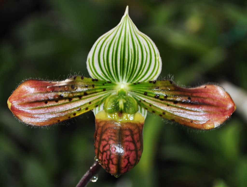 Paphiopedilum venustum care and culture | Travaldo's blog