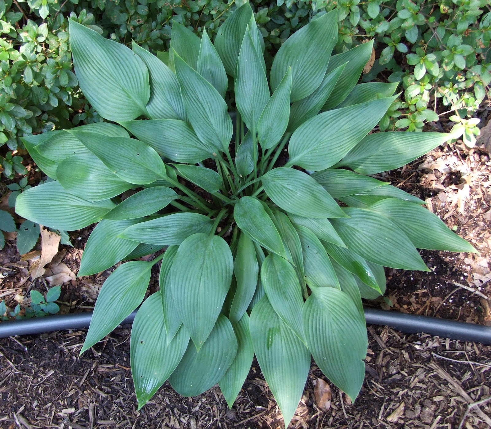 Meg’s Wildlife Sanctuary and Boot Camp: Hosta collection