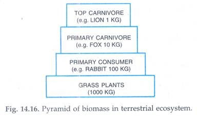 Ecological Pyramid - तरुमहिमन्