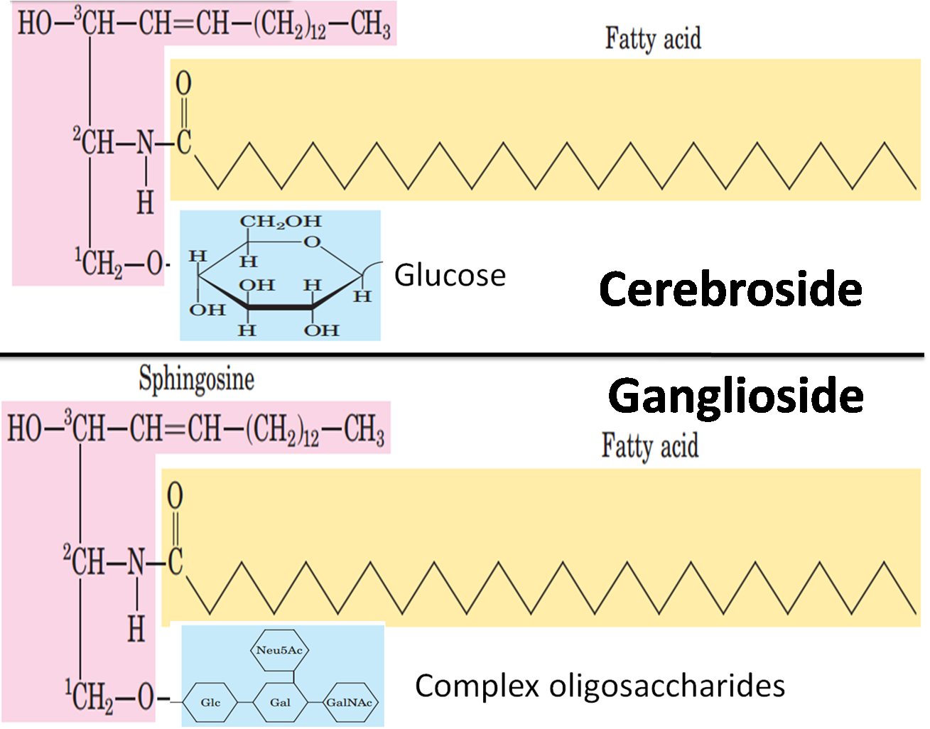 Ganglioside Structure