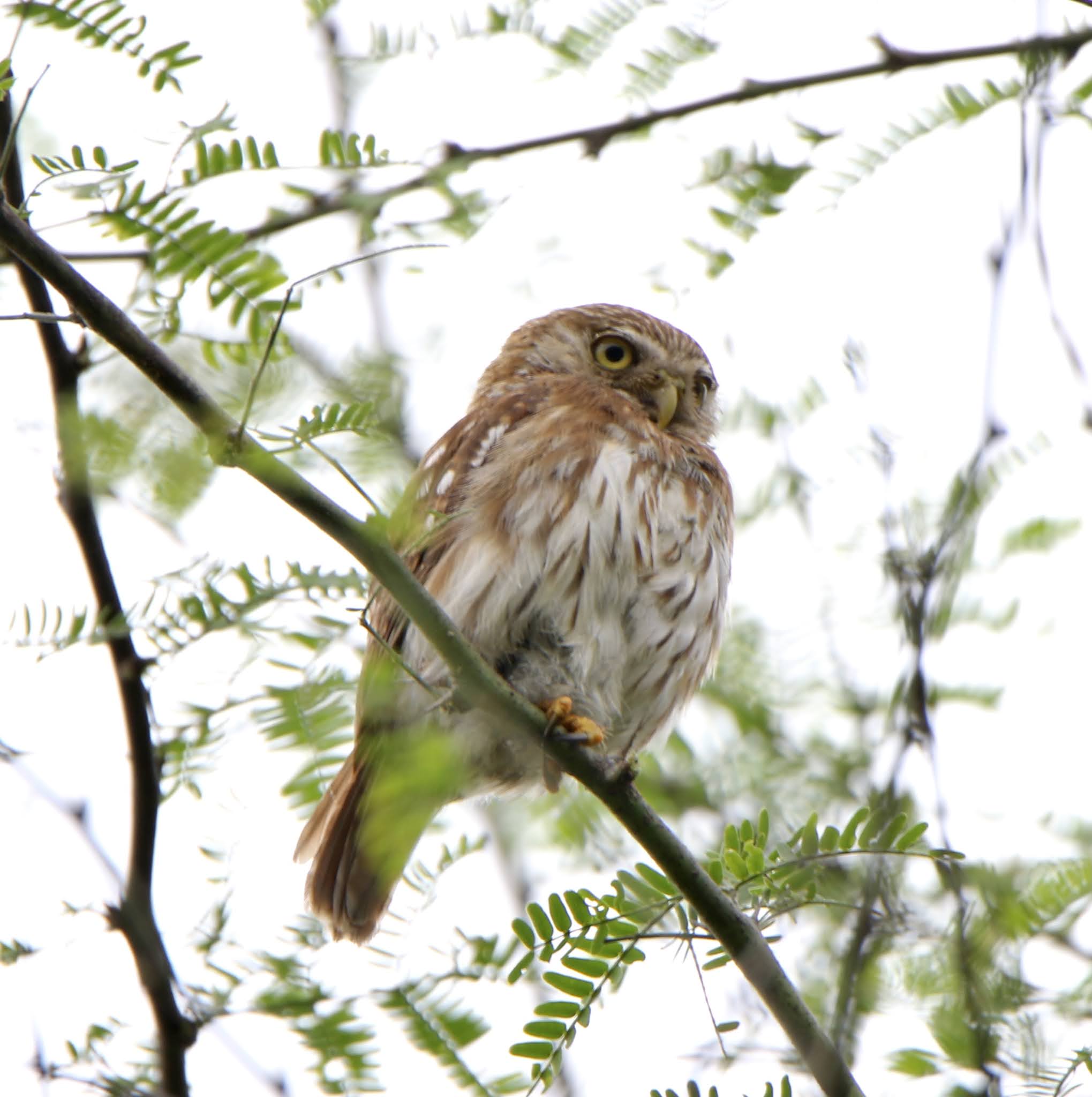 Various Oregon Birding Piks: CERRO BLANCO