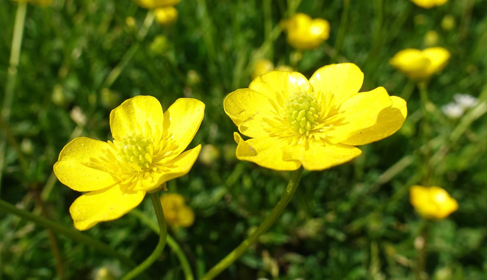 Joe's Retirement Blog: Buttercups, Manomet, Plymouth, Massachusetts, USA