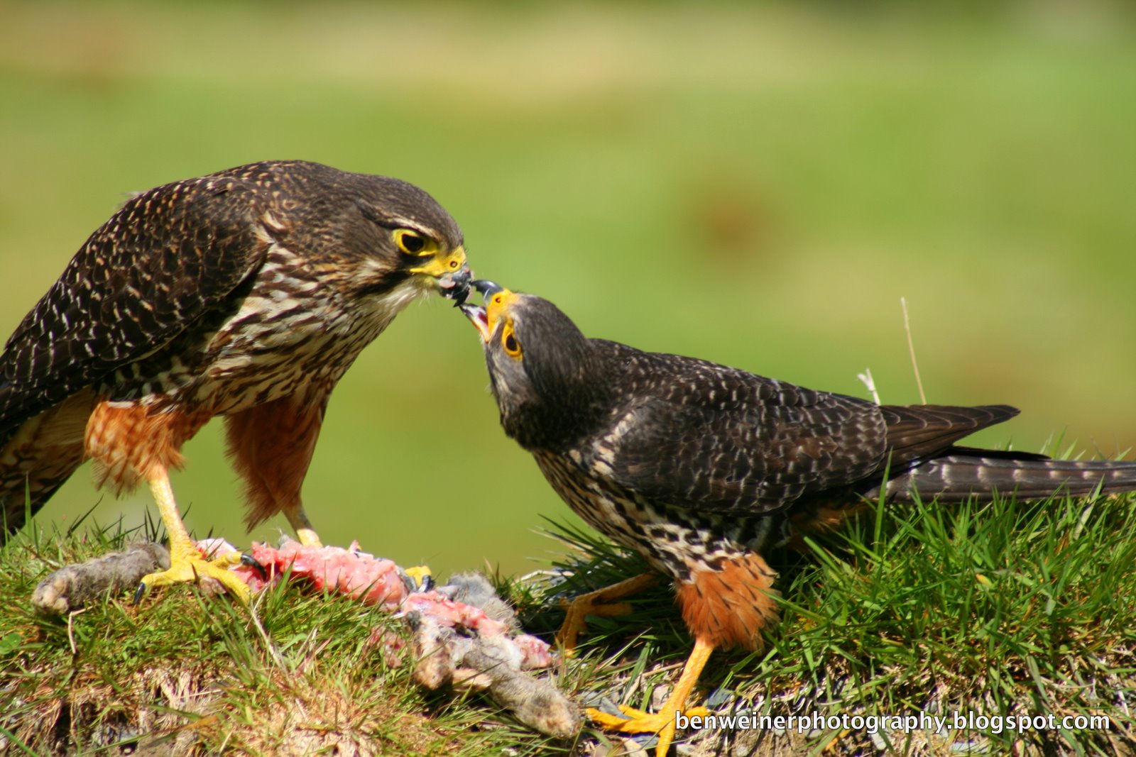 Ben Weiner Photography: Kārearea, The New Zealand Falcon