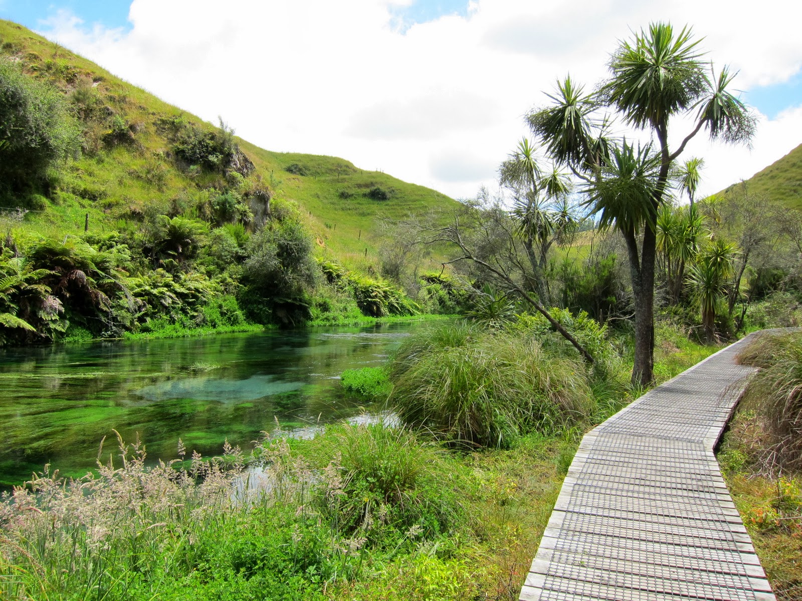 Walk to the Blue Spring: one of NZ's best kept secrets | the adventures ...