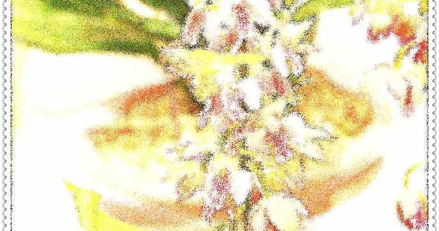 The Scriptures: Mark-06-56