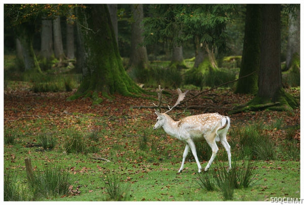 Hoş Geldiniz: Payiz fesline aid sekiller