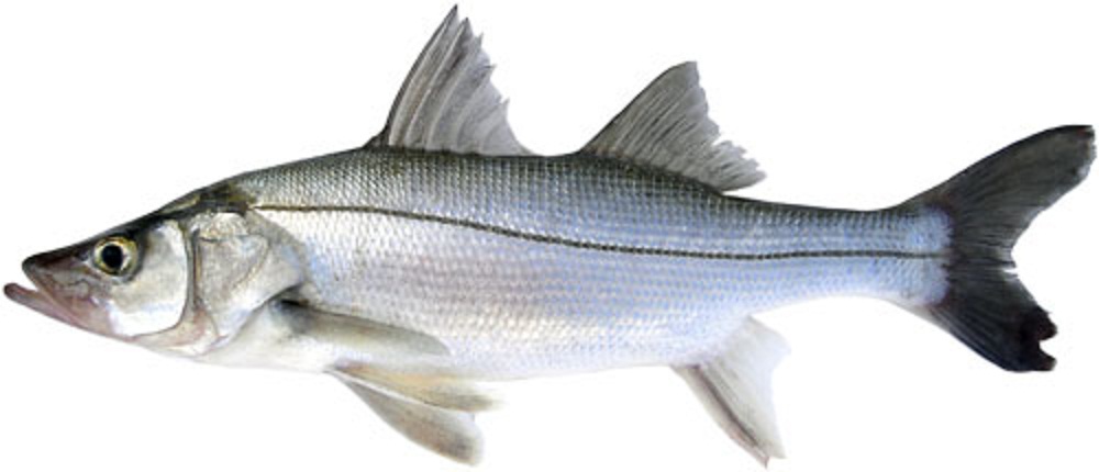 PEIXES DESPORTIVOS DO MUNDO: O CAMURIM OBESO - Centropomus parallelus ...