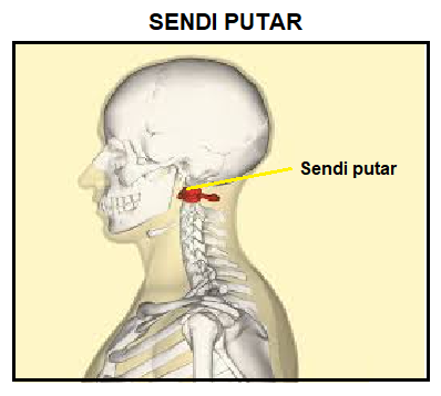 Bentuk Sendi pada Tubuh Manusia ~ Kelas Bu Asih