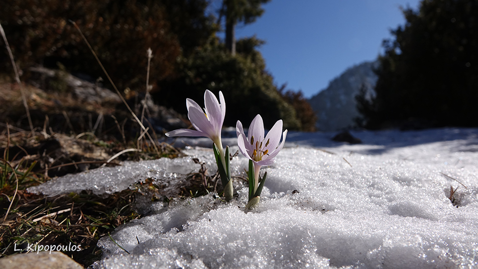 αγριολούλουδα του Ολύμπου: Colchicum doerfleri (2)