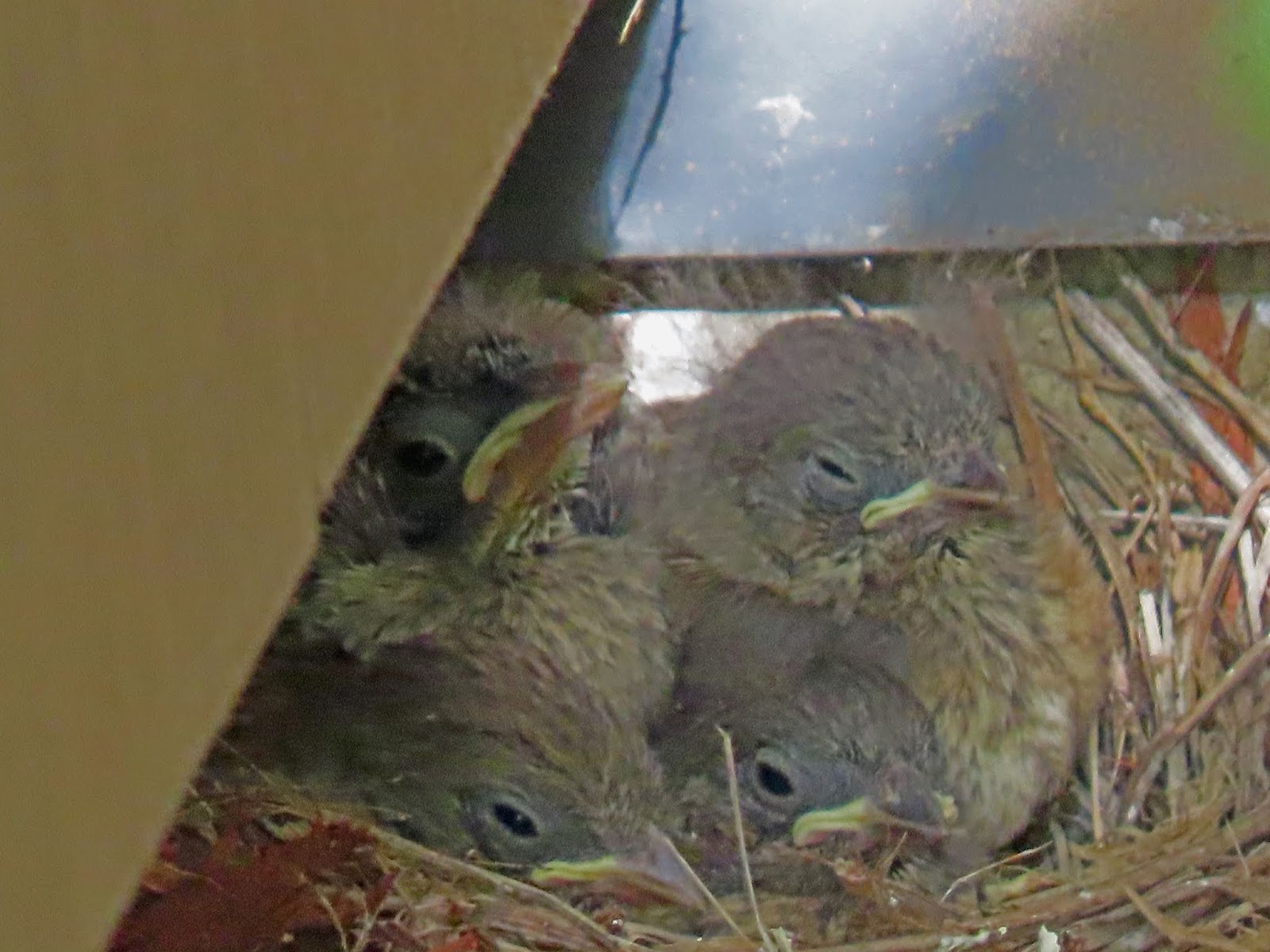 Cascade Ramblings: Baby Dark-eyed Juncos