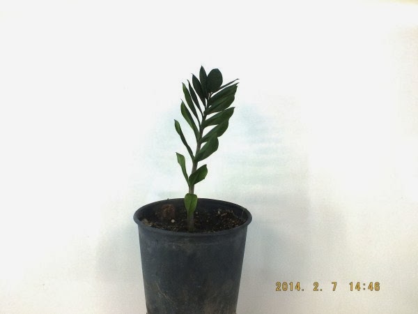 Bitki Bilimi: ZAMİA / Zamioculcas