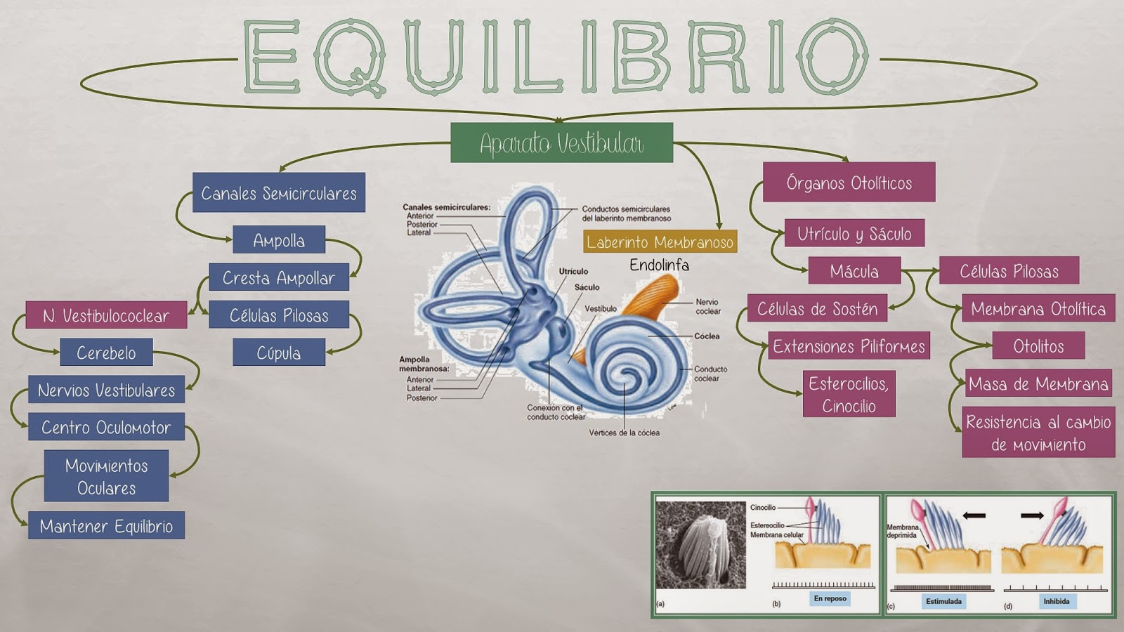 Fisiología Médica: 2014