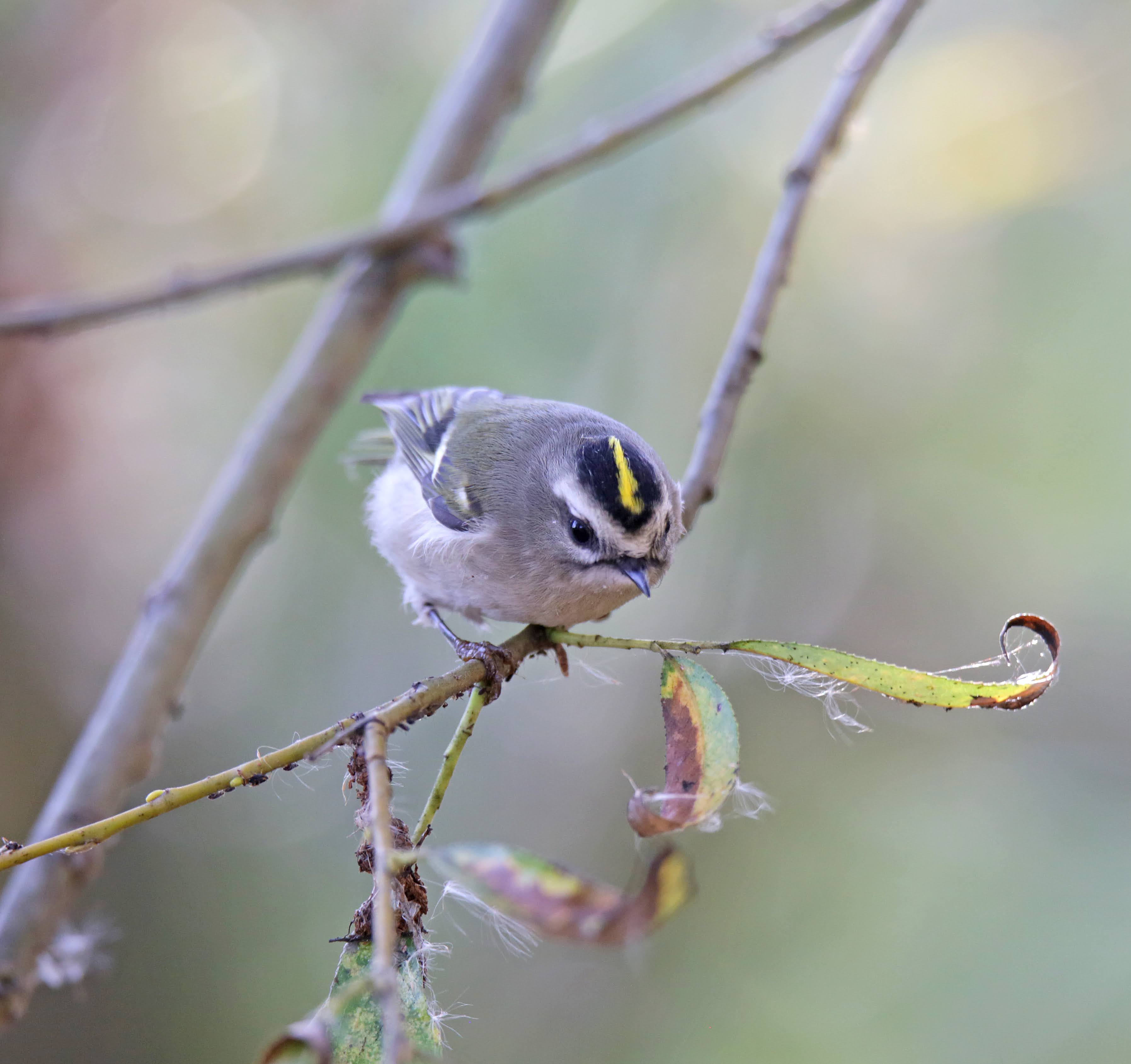 Hunting Digital Plumes in the US and Beyond