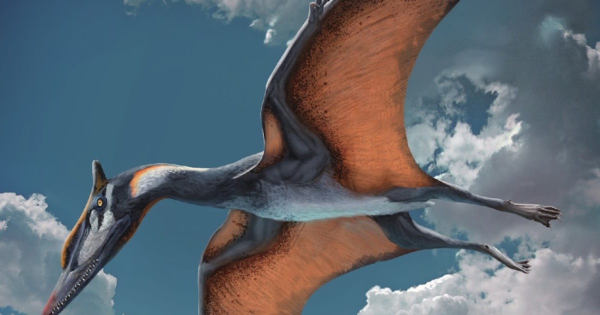 Species New to Science: [Paleontology • 2020] Ordosipterus planignathus ...