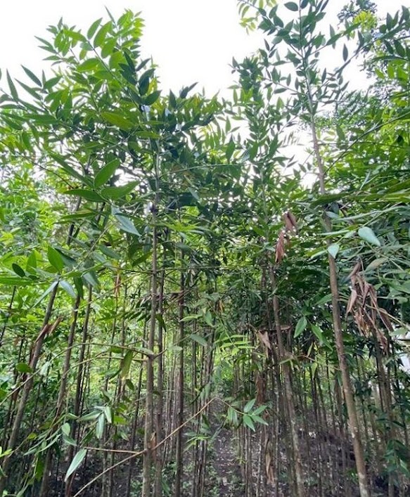 Kisaran Harga Getah Pohon Damar - Informasi Terbaru