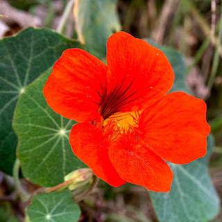 LA FLOR DE TEXAO - Cuento Arequipeño