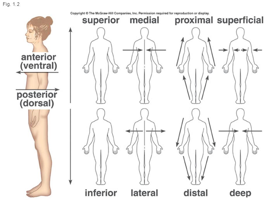 sulistiyo indriyawati: Anatomi / Arah Bidang Tubuh