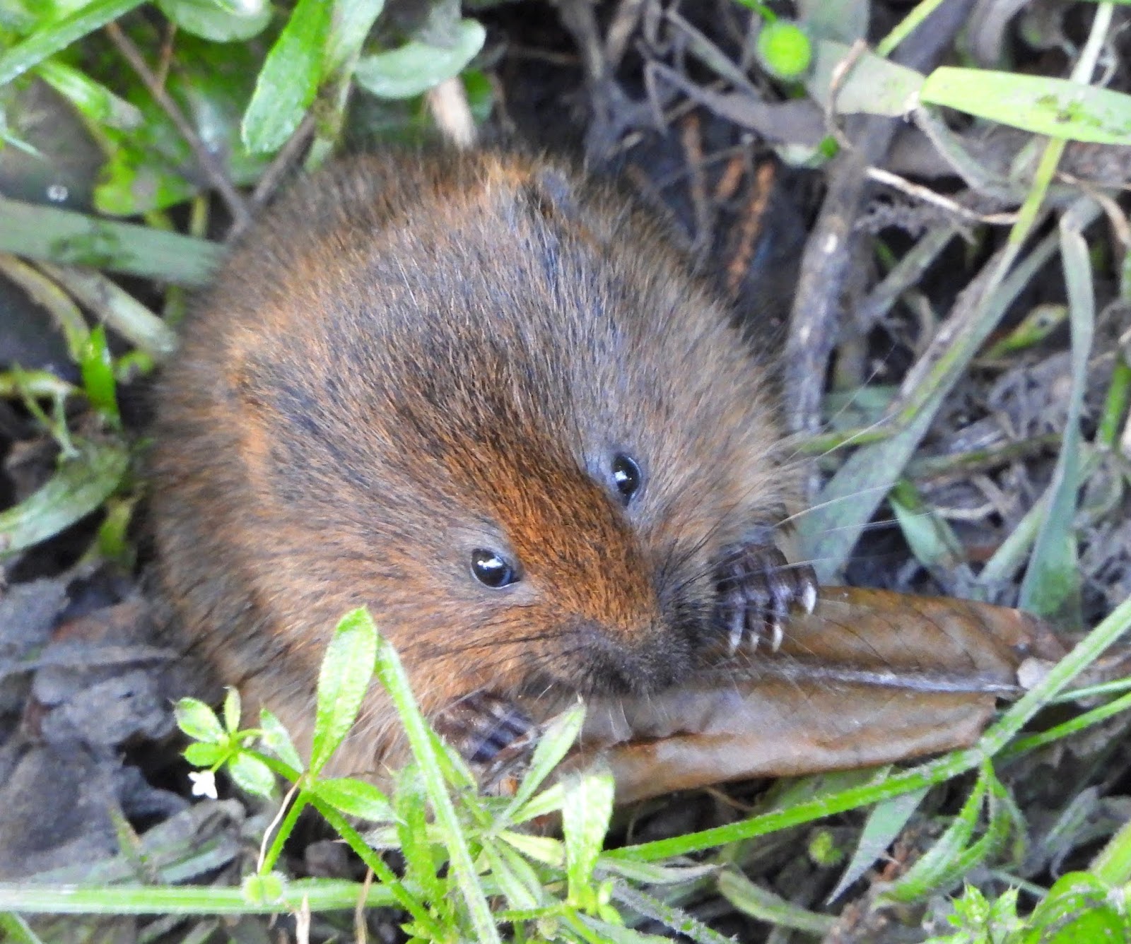 About a Brook: A New Behaviour? Water Vole Eating an Insect