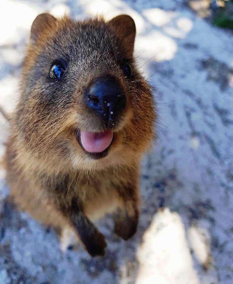 ANIMALS TIME : Quokka time (hora del quokka) Gallery 8