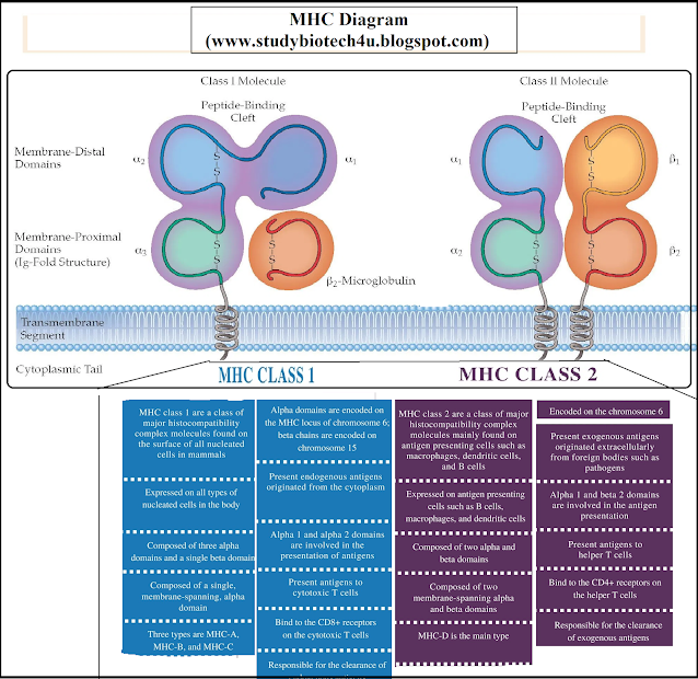 MHC (Major Histocompatibility Complex) | Online Biotech Notes - Online ...