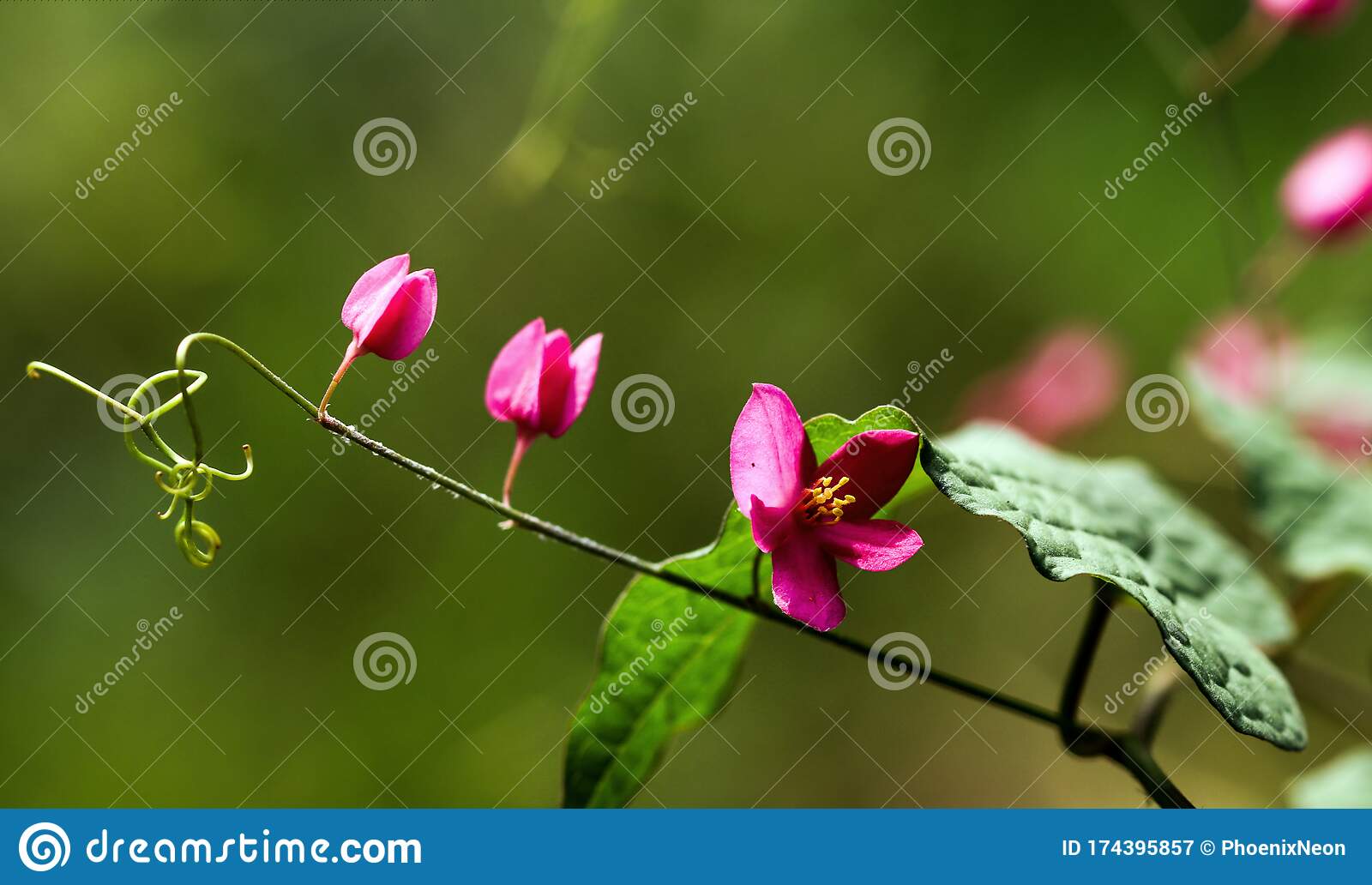 Flora de Puerto Rico Ilustrada Papo Vives: SUPERASTERIDIOS CARYOPHYLLALES