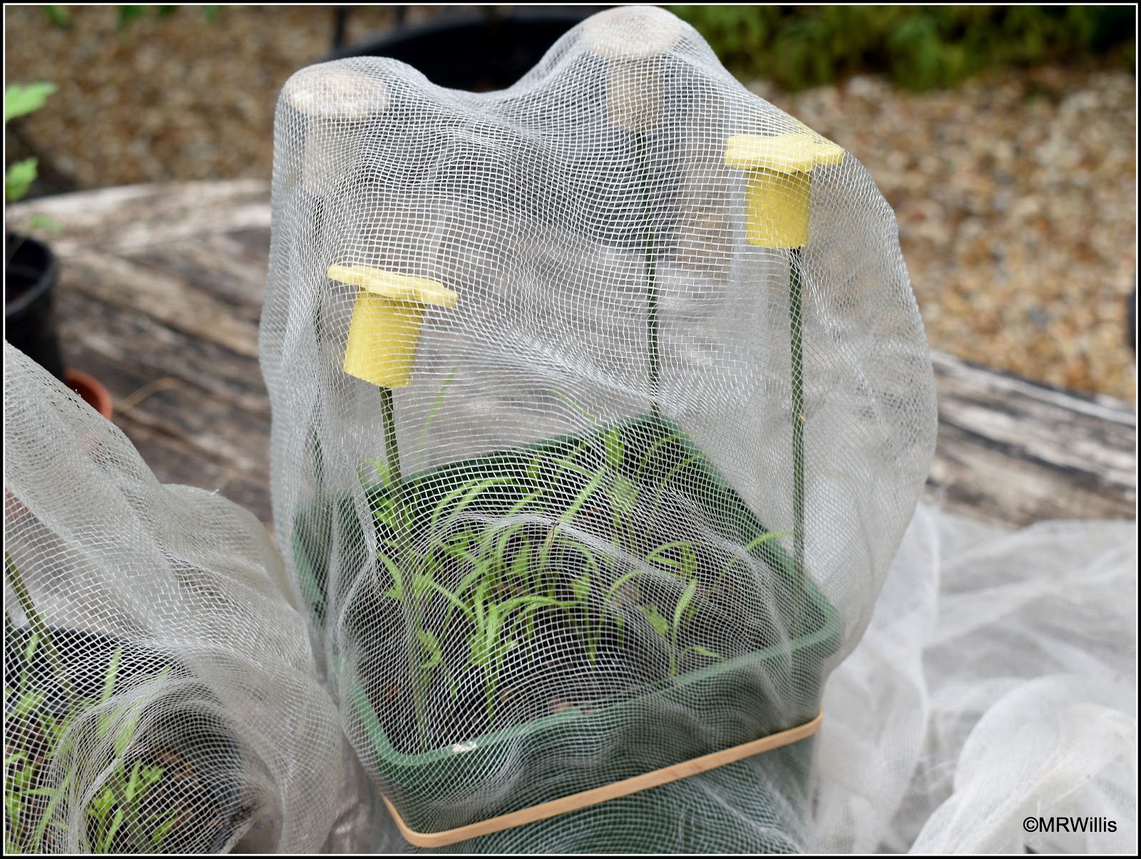 Mark's Veg Plot: Protecting my little carrots!