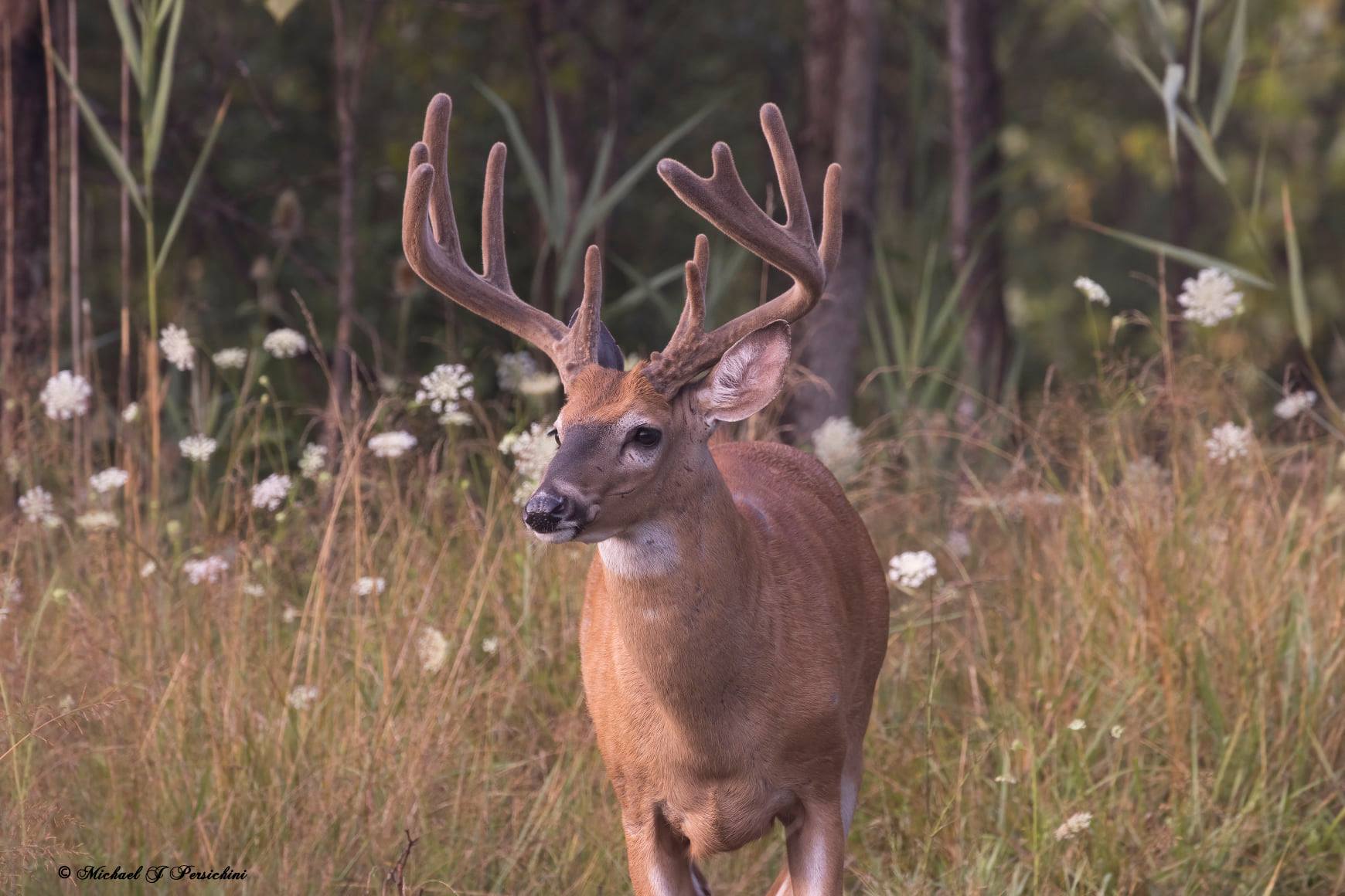 Marian's Hunting Stories, etc., etc., etc...: Mike's Deer Photography ...
